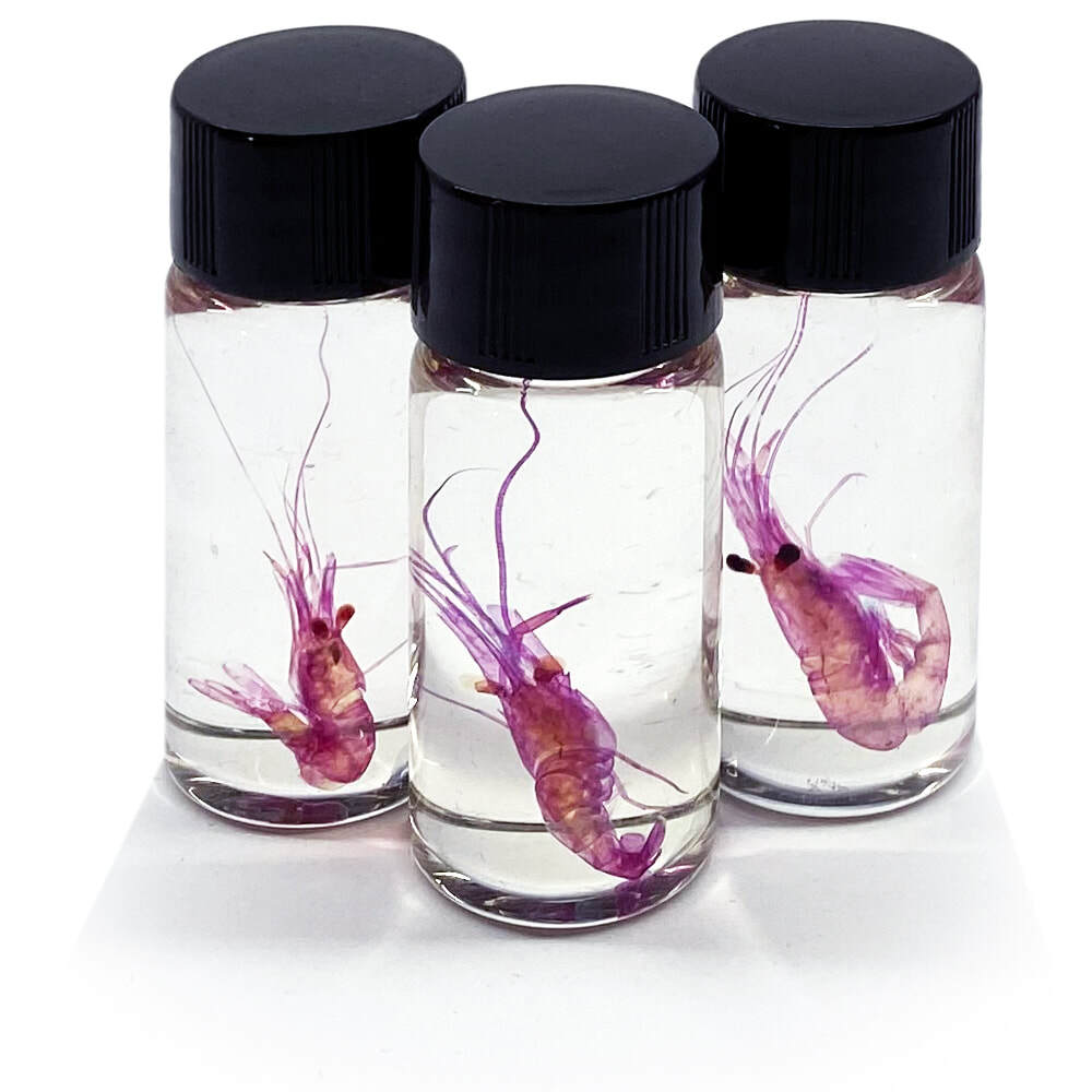 Tiny Shrimp Genuine Diaphonized Specimen | ALT CVLT