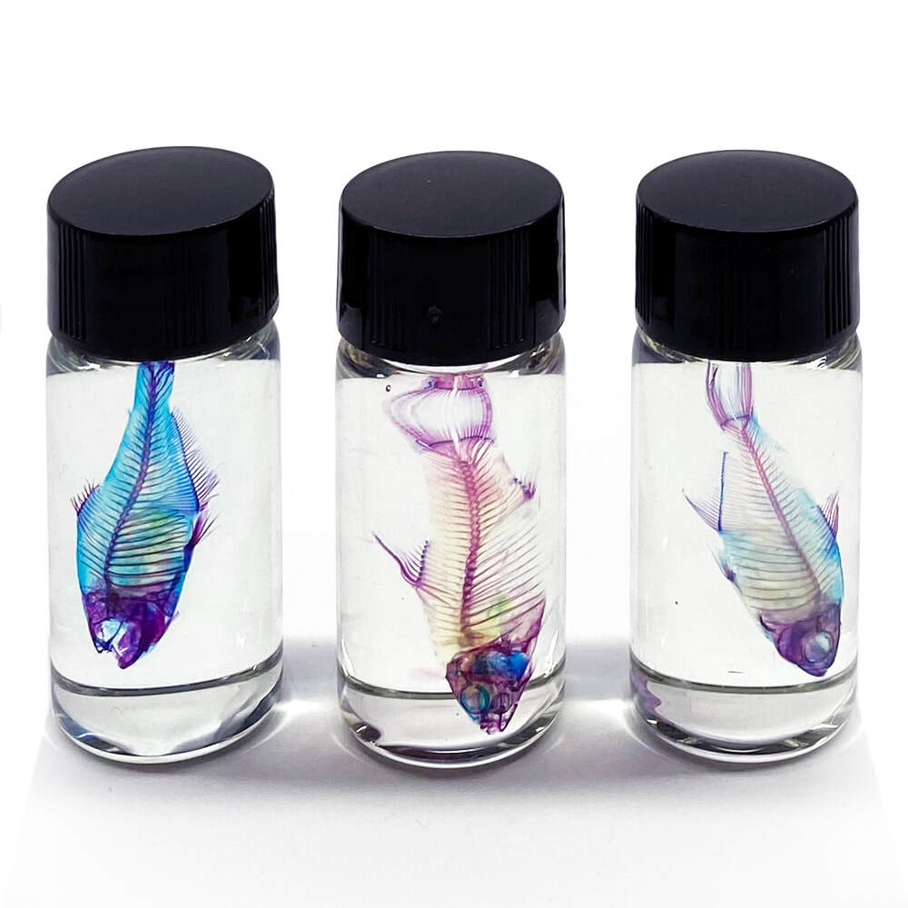 Tetra Diaphonised Fish Specimen | ALT CVLT