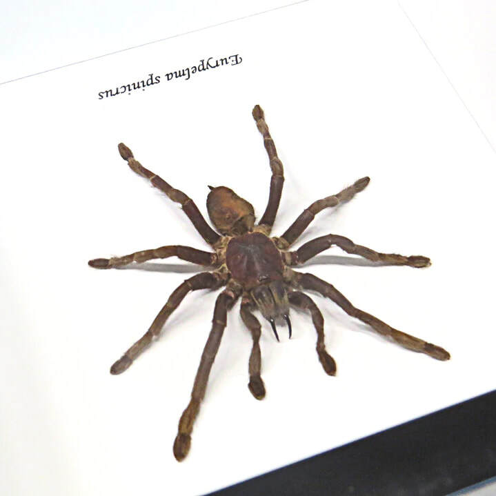 Real Spider Eurypelma Spinicrus Specimen Framed Taxidermy | ALT CVLT