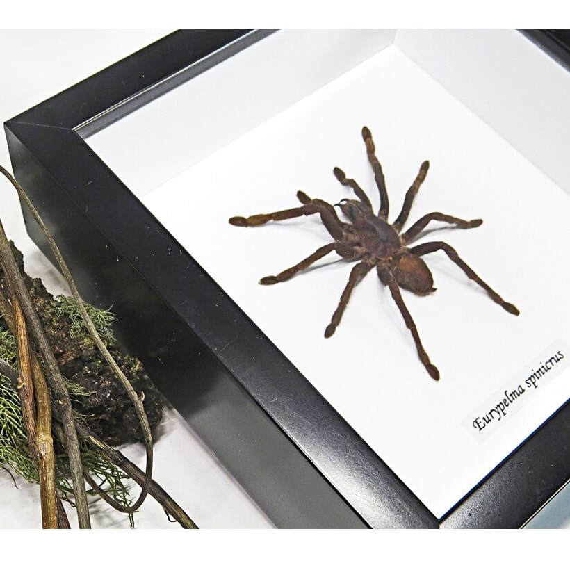 Real Spider Eurypelma Spinicrus Specimen Framed Taxidermy | ALT CVLT